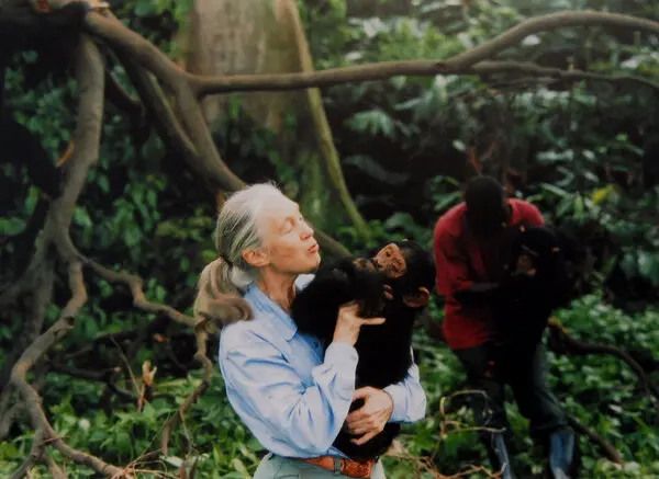 FAMOUS LAST WORDS: JANE GOODALL’S FINAL MESSAGE TO EARTH – Over The ...